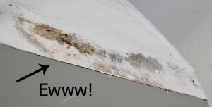 Get Rid Of Ugly (Gross) Mold And Mildew Fast - TheSuburbanMom